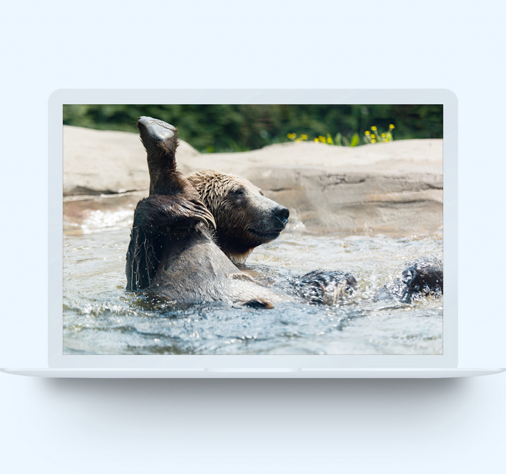 Aptira - Self Servicing Bear - Software Defined Networking SDN - Aptira